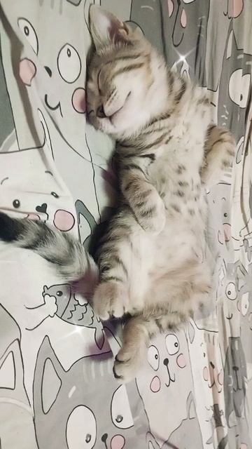 Милый котёнок сладко спит