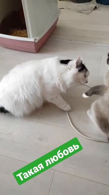 How dare you?