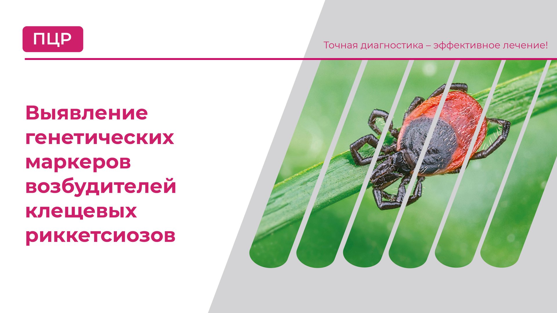 Выявление генетических маркеров возбудителей клещевых риккетсиозов