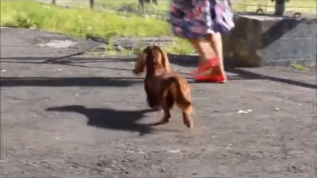 Невероятная Удача из Страны Грёз