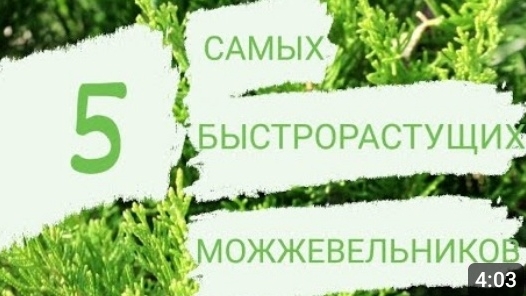 5 САМЫХ БЫСТРОРАСТУЩИХ МОЖЖЕВЕЛЬНИКОВ В МОЖЖЕВЕЛОВОМ САДУ🌲🌲
