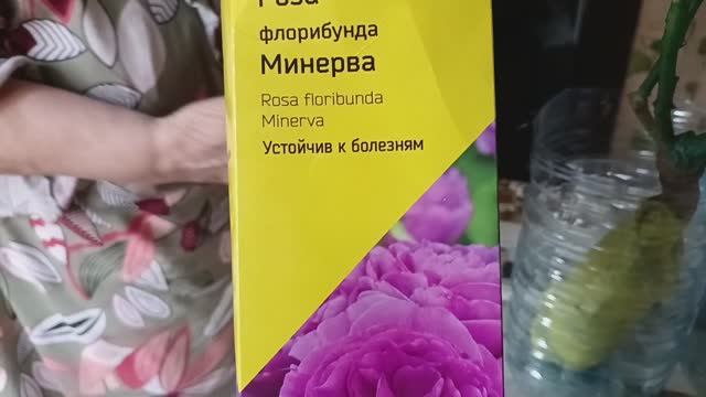 Распаковываем и сажаем розу из Леруа Мерлен, февраль 2025