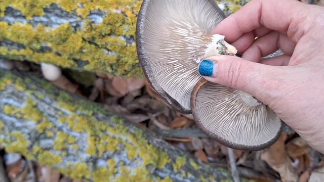 Грибные новости 03.12.24 Астраханская область. Где вёшенки?