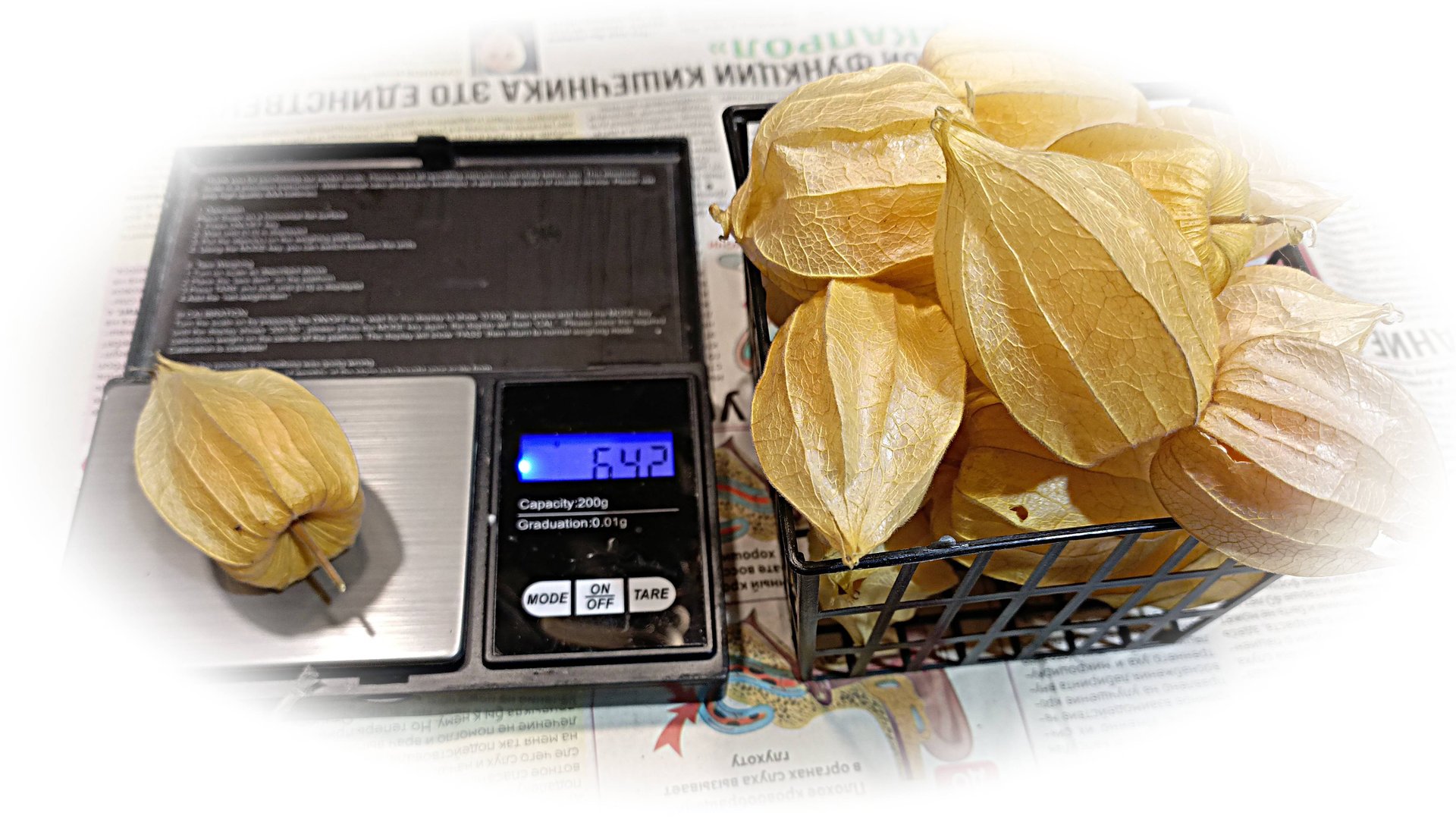 Физалис из Колумбии - Учува (Uchuva) выращивание из ягод купленных в магазине. 2024г