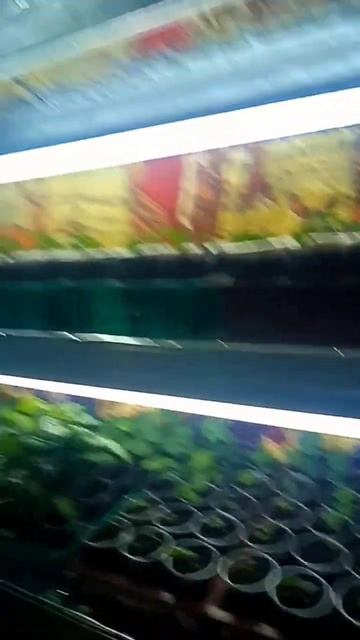 Зимой выращиваю саженцы ежевики.