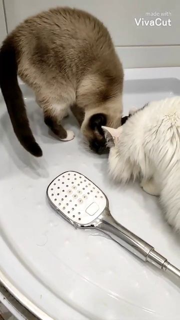 My cats morning rutine