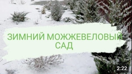 ЗИМНИЙ МОЖЖЕВЕЛОВЫЙ САД🌲❄ 12.12.2022❄