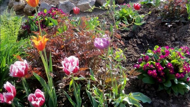 ТЮЛЬПАНЫ НА МОЕЙ ДАЧЕ.
СЕЛО ТАЛЕЖ МОСКОВСКОЙ  ОБЛАСТИ.