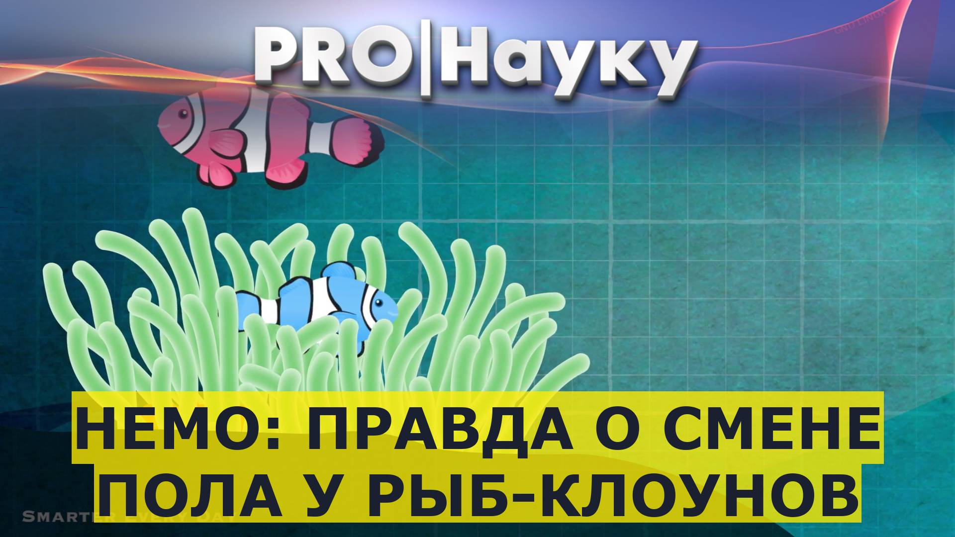 Немо: правда о смене пола у рыб-клоунов