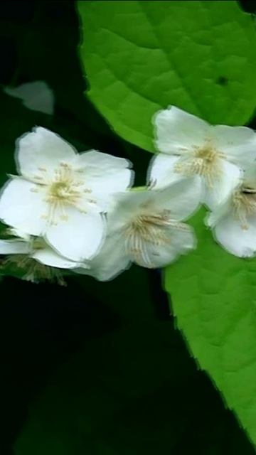 Как аромат жасмина передать. Дмитрий Шлапак