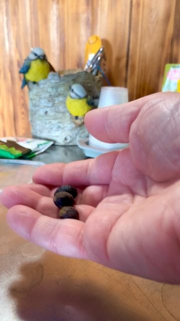 Давно хотела это сделать! Кто со мной? Наблюдаем за процессом? Лаврушка из семян