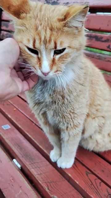 Ласковый котенок #КотыСевастополя #кот #котенок
