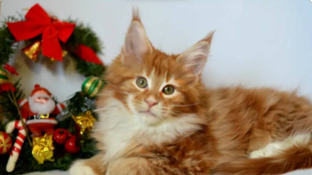 Мейн-кун - один день из жизни рыжего кота.