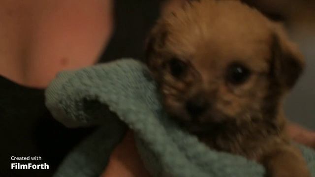 очень милые собачки