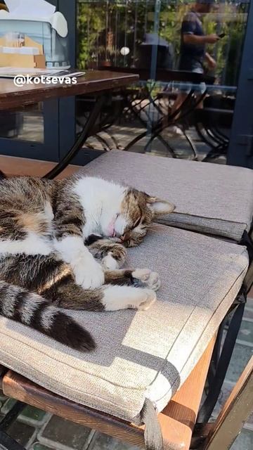 Даже Кот ходит в рестик, а ты нет #котысевастополя #cat #котики #кот #котврестике