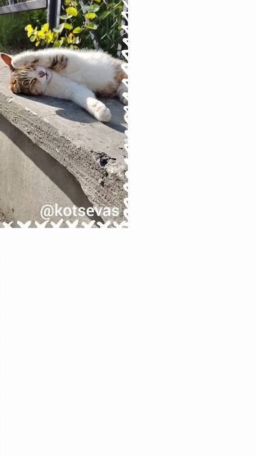 Один день в Севастополе Коты, Цветы и Море
