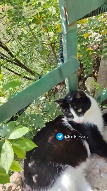 Кошечка-беременяшкатолько второй раз вижу беременную кошку #ГрртДианы #КотыСевастополя #кошечка