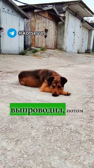 Знакомьтесь - Боцман) После хорошего обеда хочется вздремнуть) #собакен #охрана #сытыйпес