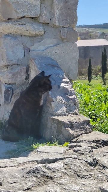 Кот спрятался от Собаки за Крепостью. Генуэзская крепость Кафа. #КотыФеодосии #КотыКрыма #Кот #кошка