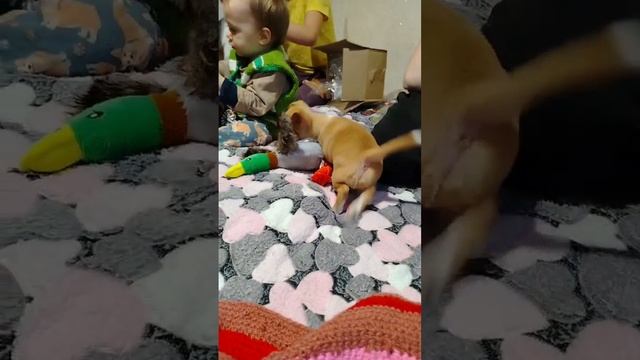 Лютик играется