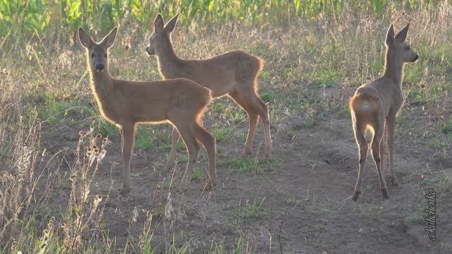 ПАРК ОЛЕНИЙ, семья косуль.