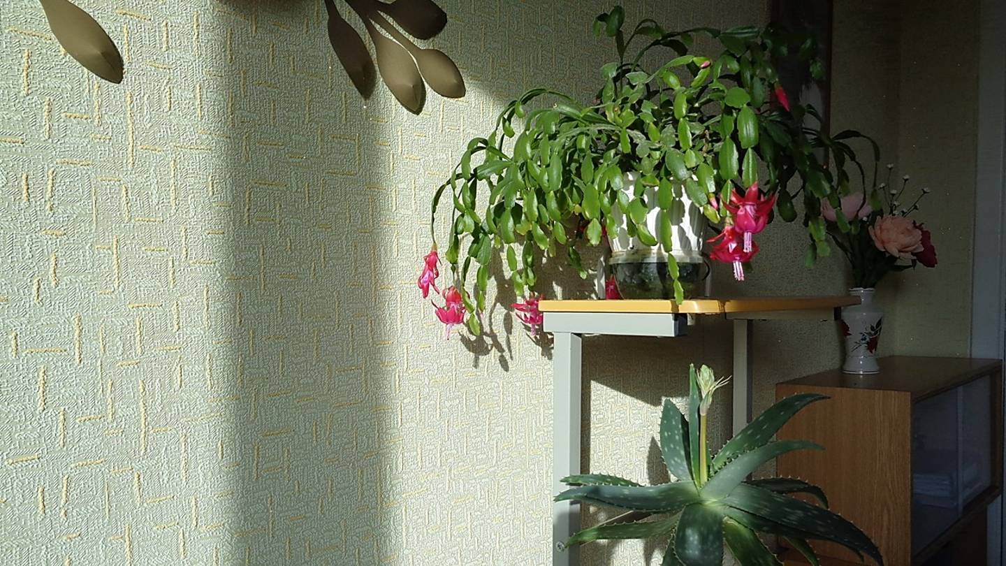 🌷 Любуюсь цветением рождественника - 08.01.2021 г..