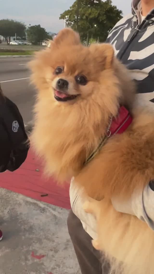 Бася хочет чужую шоколадку!