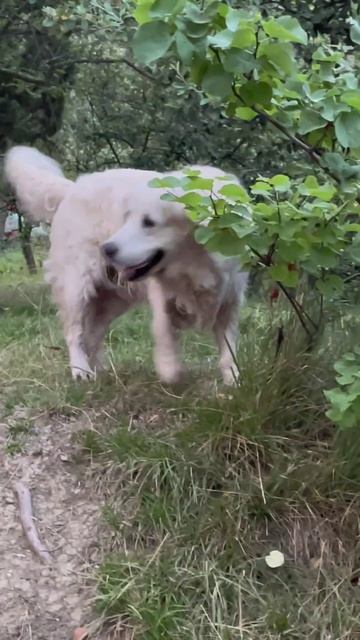 Пес выгуливает себя сам!Без хозяина!