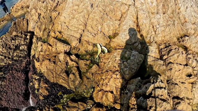 Золотистого Дорадо ЭЛЬДОРАДО