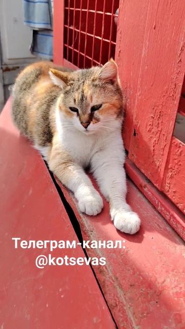 Котик в гаражном кооперативена фоне звучит Додж Дюранго #котвгараже #кот #додждюранго #звукмашины