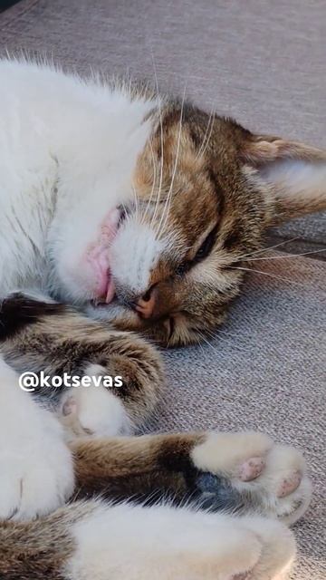 Котэ и кофе  на чиле на расслабоне #cat #котысевастополя #кофе #котиквресторане #кот