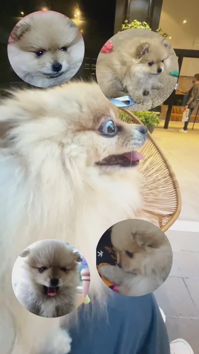 Почему Бася боится собак?