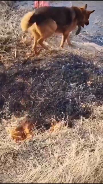 Собака тушит огонь.