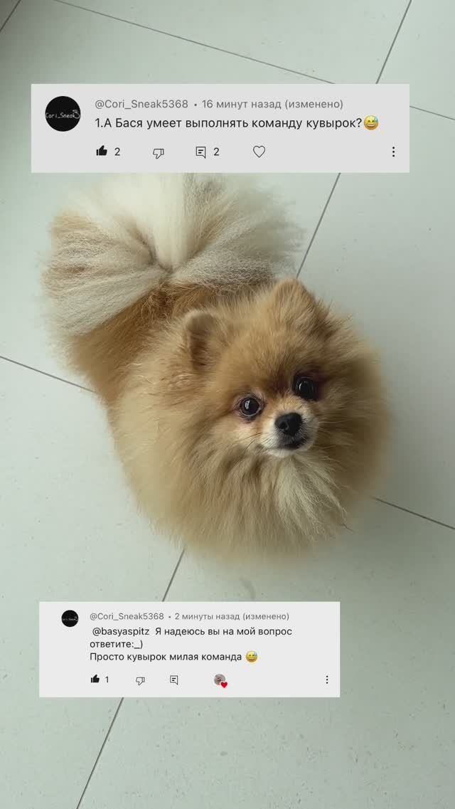 Как Бася делает команду «кувырок»?