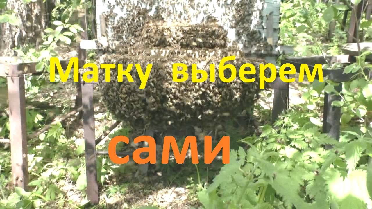 Пчелы сами меняют и выбирают маток