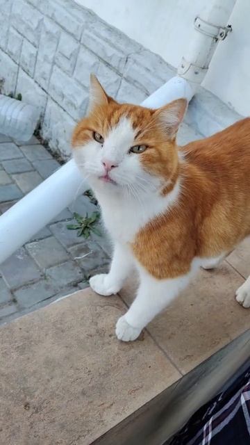 Рыжик  #рыжийкот #котыСевастополя