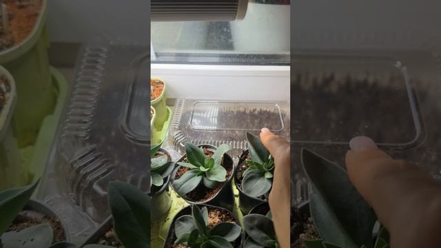 Стратификация дельфиниума