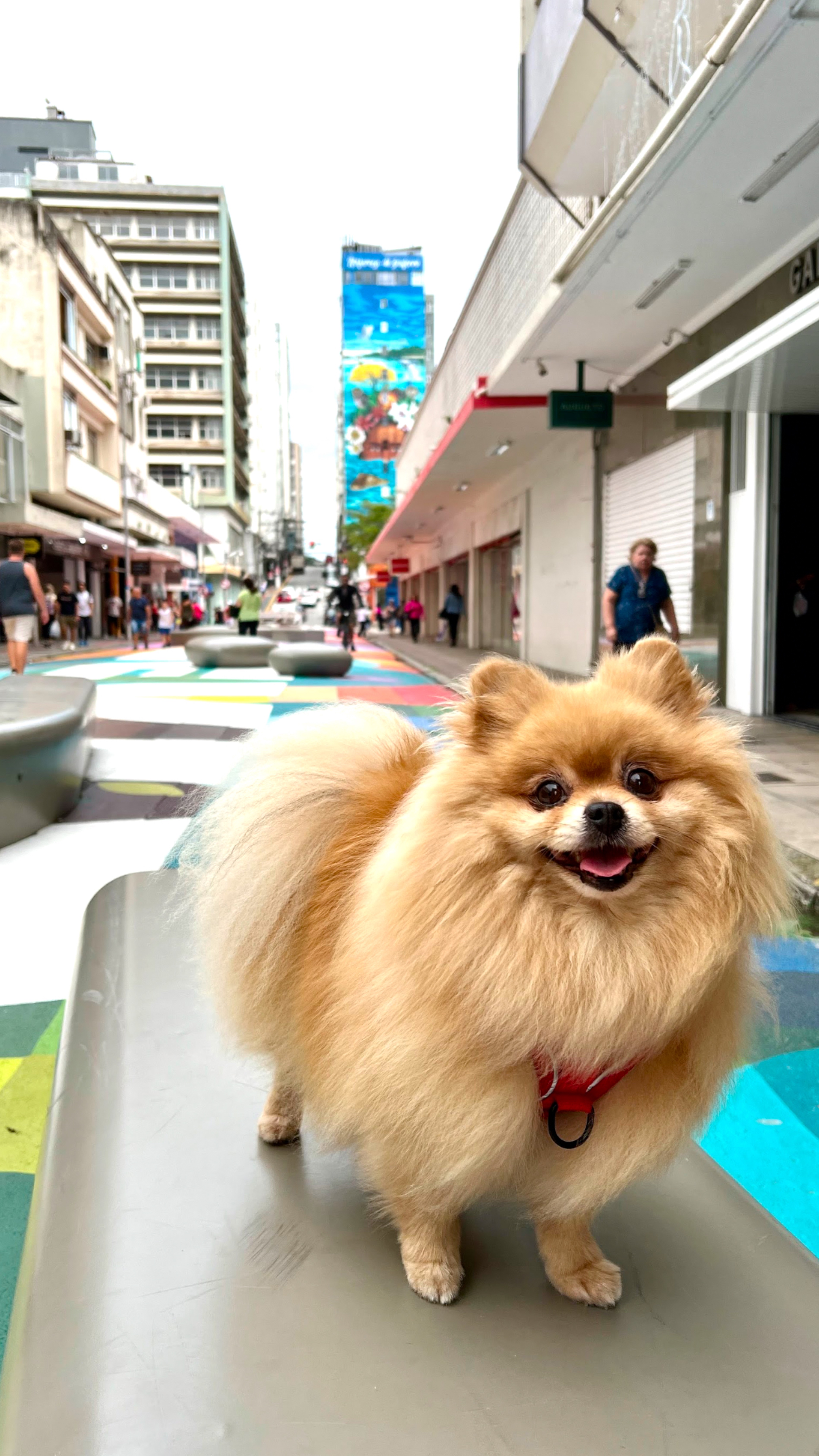 Счастливая Бася гоняет по красивой улице!