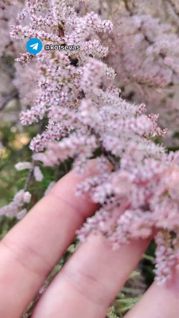 Самое маленькое цветение  красота невероятная Кто знает, как называется?) Пишите предположения.