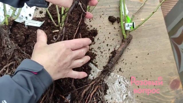 Распаковка посылки из питомника Мишкины розы
