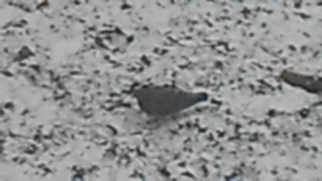 Голубь бегает по заснеженной лужайке 5468445