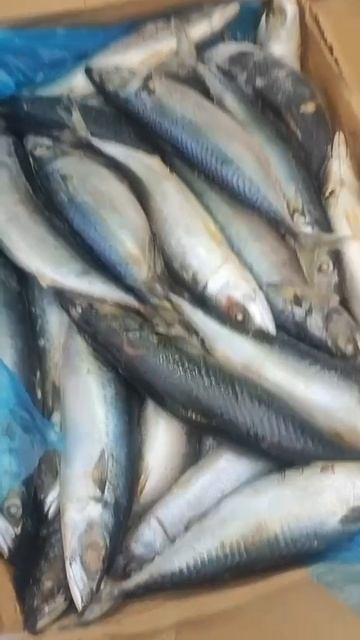 Скумбрия 400-600 обзор