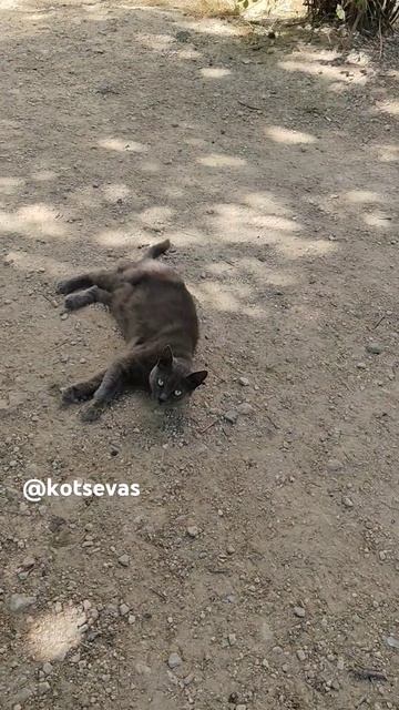 Серый красавец #котысевастополя #cat #animalcat #catlover #котвидео #кот