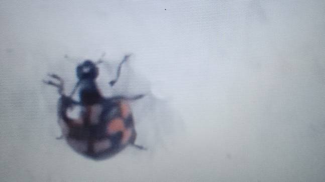 Санаторий Тесь Солнечный. Полчища Божьих коровок.