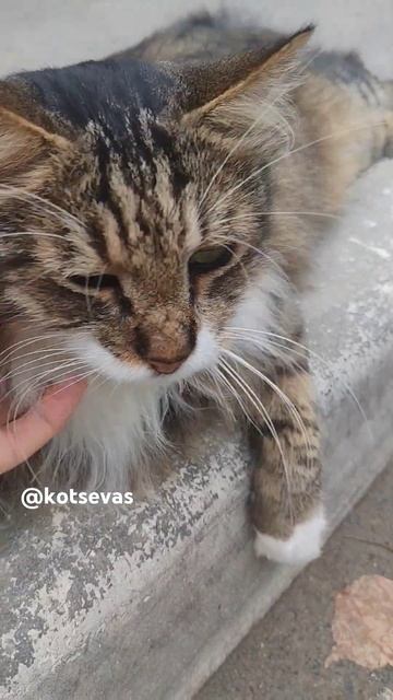 Марс на прогулке☺️ #кот #котысевастополя  #Марсгуляет