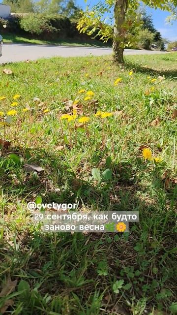 Жара спала, прошло 2 дождя"Травка зеленеет, солнышко блестит...." #весна #веснаосенью