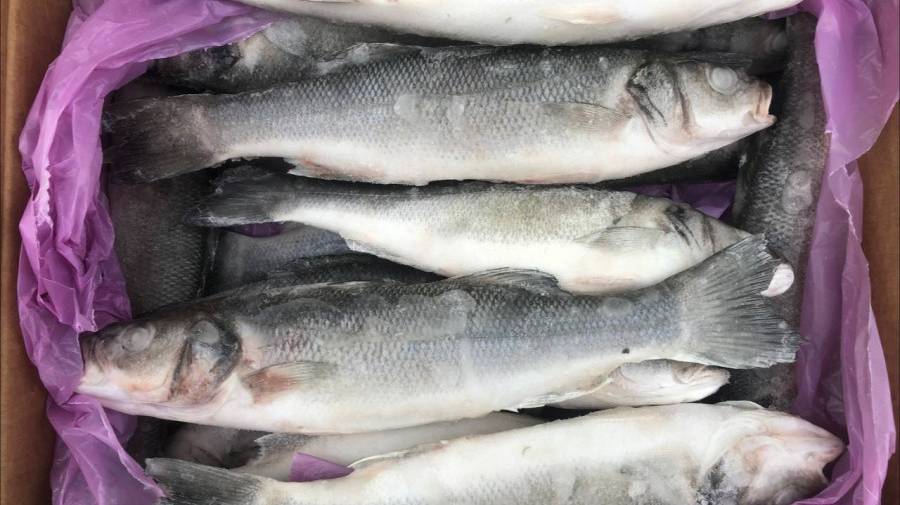 Сибас распоковка