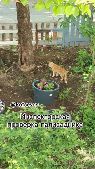 Рыжик проверяет палисадник, все ли полито и цветет? #КотыСевастополя #коты