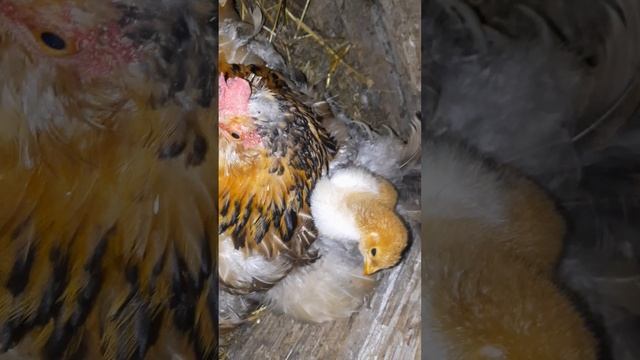 курочка и цыпленок