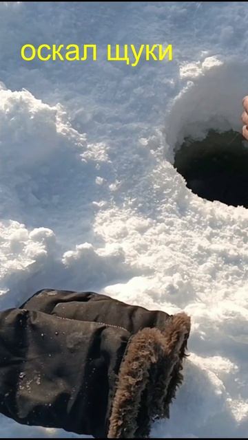 поклевка сига на жерлицу.